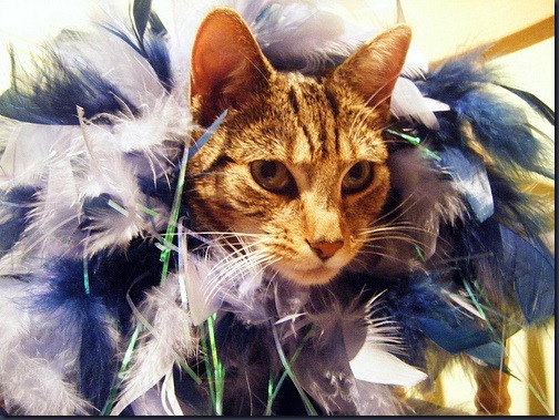 Kitty Stampede: Glamour Kitties